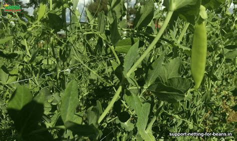 Disadvantages And Damage Caused By Not Using Trellis Netting Support Netting For Beans