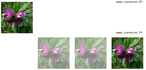 Opacity Css Exemple De Code Zone Css