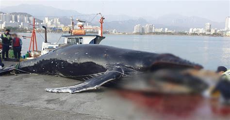 해양보호종 혹등고래 속초 앞바다서 그물에 잡혀