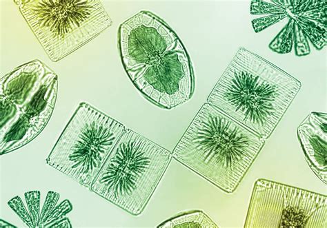 Better Living Through Algae Biotechnology The Scientist