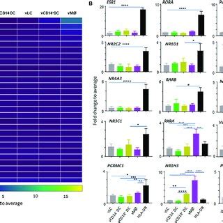 HLA DR Cells In The Vaginal Tissues Express A Large Array Of Nuclear Download Scientific