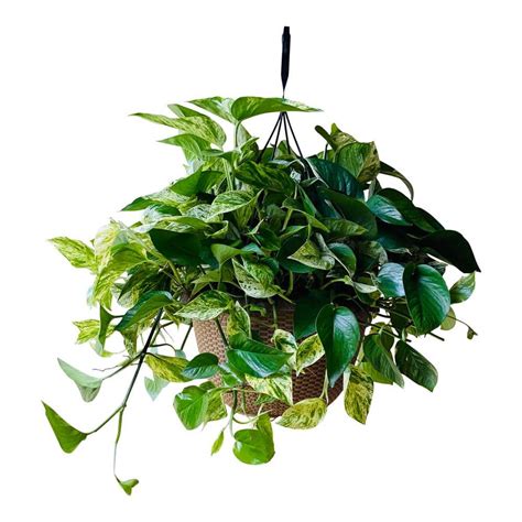 Reviews For Pure Beauty Farms 2 Gal Golden Pothos Plant In 12 In