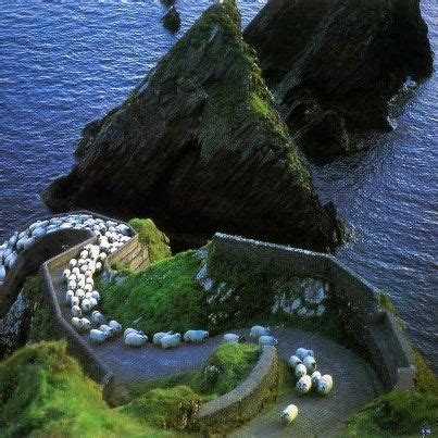Sheep Highway Ireland Location Dingle Peninsula Dunquin Pier Dun