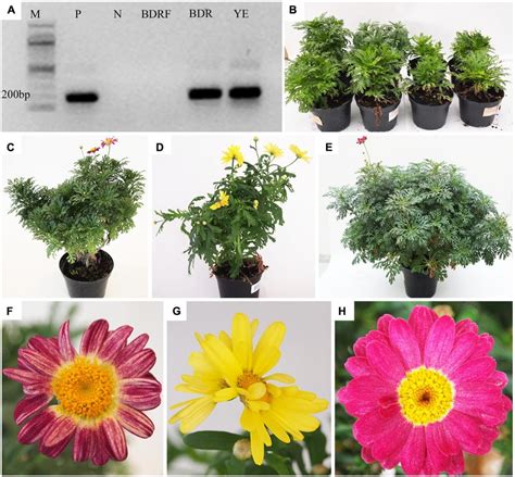 Detection Of Chrysanthemum Stunt Viroid Csvd And Symptoms In