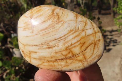 Bivalve Fossils Toprock Gemstones And Minerals