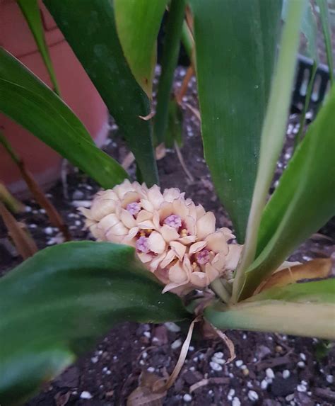 Tupistra Nutans Himalayan Gardens
