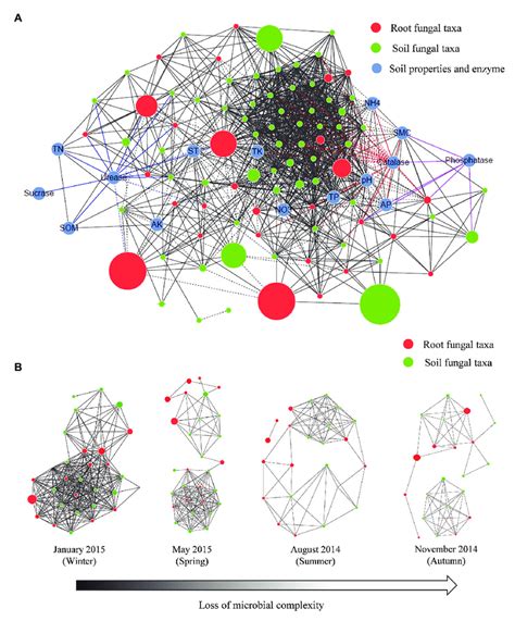 Network Analysis Showing The Connectedness And Complexity Of Fungal Download Scientific
