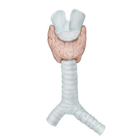 Premium Psd Trachea