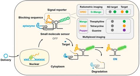 Genetically Encoded Rna Sensors For Ratiometric And Multiplexed Imaging