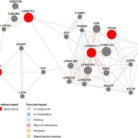 Function Prediction Of The 4 Gene Panel Using Genemania The Type Of