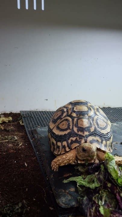 [레오파드 육지거북]우수에 찬 거북이와 잠자는 거북이 Youtube