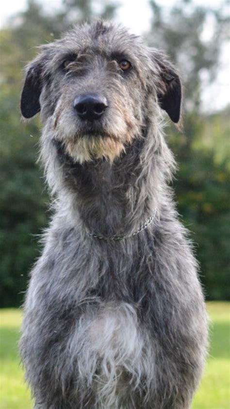 Irish Wolfhound Caractère Irish Wolfhound Une Race De Chien à