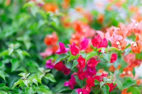 รูปภาพcoler เลือกดูภาพถ่ายสต็อก เวกเตอร์ และวิดีโอ546 Adobe Stock