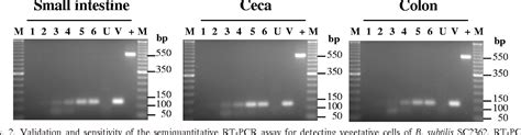 Figure 2 From Bacillus Subtilis Spores Germinate In The Chicken
