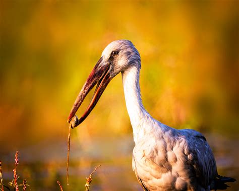 C2518251 By Jayanta Basu 500px