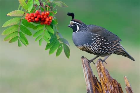 The Official California State Bird California Quail