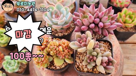 5월 31일 ️앙증맞고 귀엽고 사랑스런쪼꼬미~~단품 100종~다육판매다육식물korean Succulent Plants
