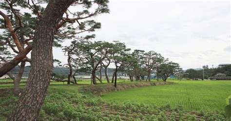 포토 ‘산림문화자산 보은 소나무마을