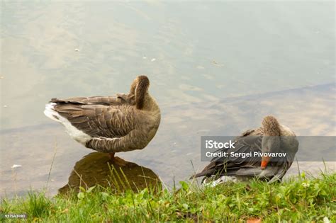 붉은 부리를 가진 2 개의 회색 거 위 하나는 잔디로 덮여 해안 근처의 얕은 물에서 서 있는 자는 다른 세척 조용히 갈색에 대한 스톡 사진 및 기타 이미지 Istock