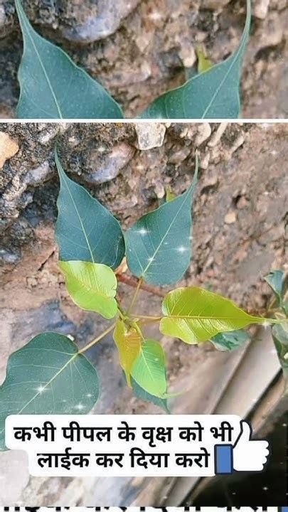 Pipal Status Short Video Youtubeshorts Treading Viral 🙏 Youtube