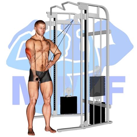 31 Triceps Brachii Exercises For Men By Equipment Type