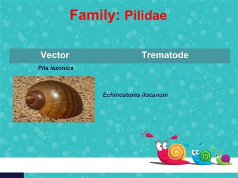 Snail Vector Of Trematode Ppt