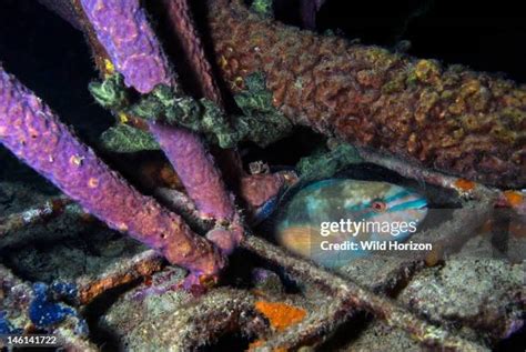 Princess Parrot Photos And Premium High Res Pictures Getty Images