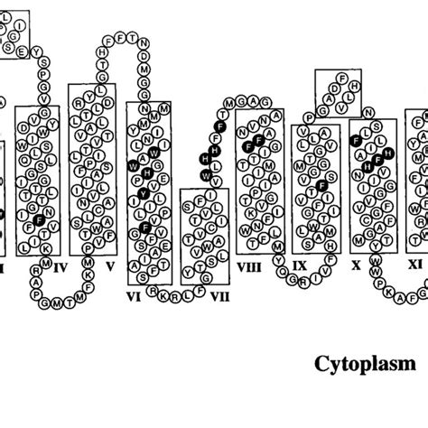 Secondary Structure Model Of Subunit I Showing Locations Of The