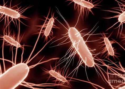 Clostridium Bacteria Greeting Card By Artur Plawgo Science Photo Library