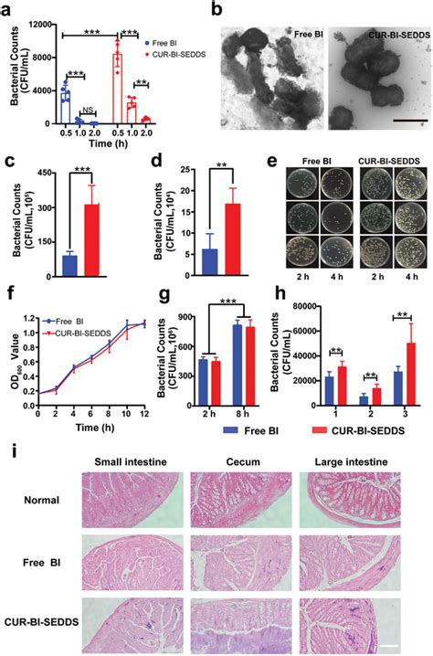 Tolerance Of Uncoated And Coated Bi To The Gastrointestinal