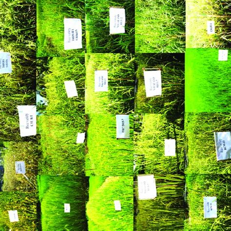 B Yield Potential Evaluation Of Lowland Rice Varieties Genotypes At Download Scientific