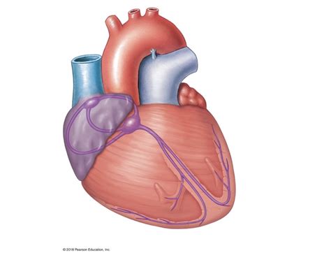 The Cardiac Conduction System Diagram Quizlet