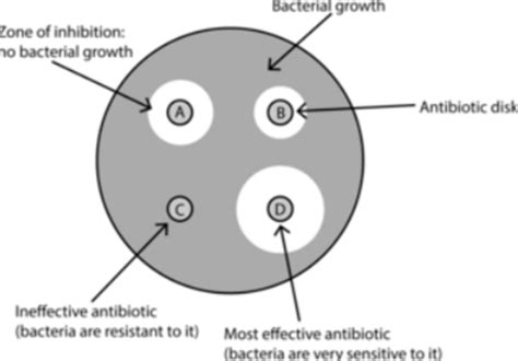 Bio Prince Lab Midterm Flashcards Quizlet Bio Prince Lab Midterm Flashcards Quizlet