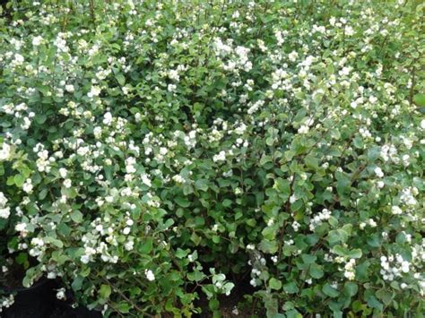 Snowberry Symphoricarpos Albus Plant 1 Year Old Bare Root Etsy