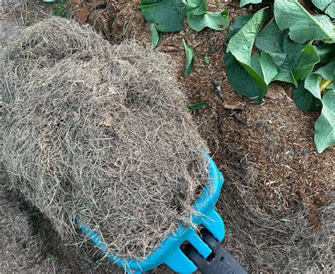 Ways To Remove Grass And Create A New Garden The Survival Gardener