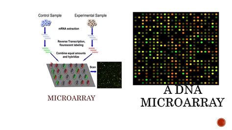 Structural Genomics Functional Genomics Comparative Genomics Pptx