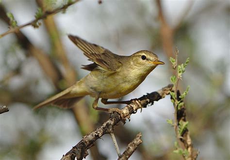 Two Genetic Loci Control Migration Direction In A Small Bird Species
