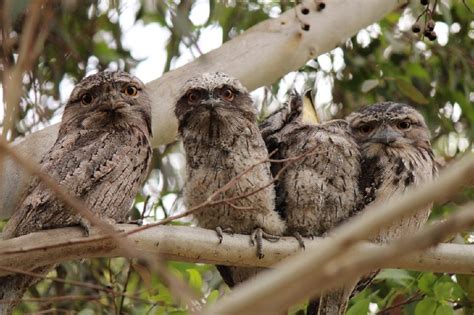 Eucalyptus Euky Dwarf 140mm The Garden Feast