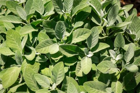 Vermicomposting Made Easy In Bed Worm Composting Growing In The Garden