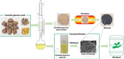 Biochar As A Catalyst For Efficient Biodiesel Production Biochar Today