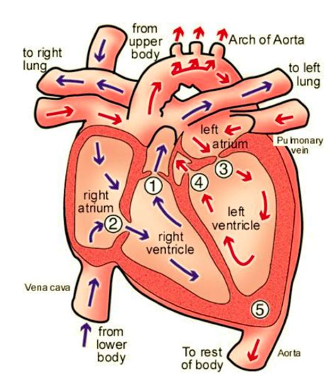 Heart Valves Diagram Quizlet