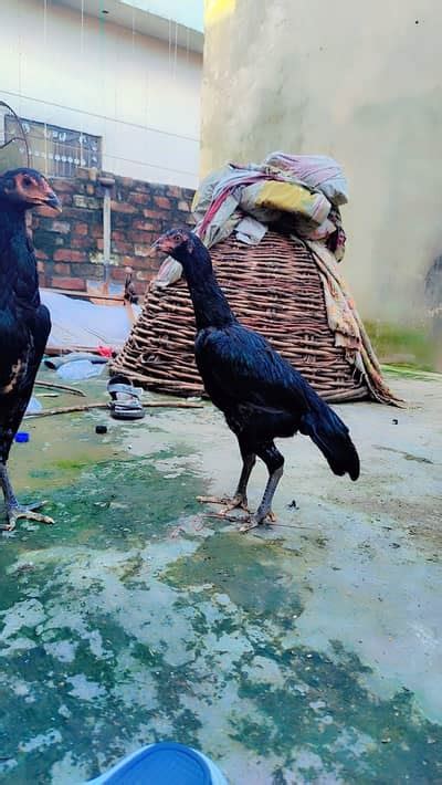 White Shamo Chicks Shamo Aseel Oh Shamo Shamo Egg Chicks Hens 1106113982