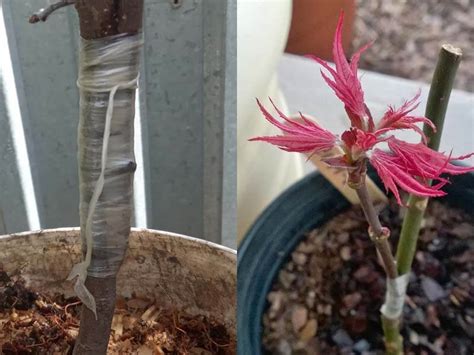 Can You Propagate A Japanese Maple Tree World Of Garden Plants