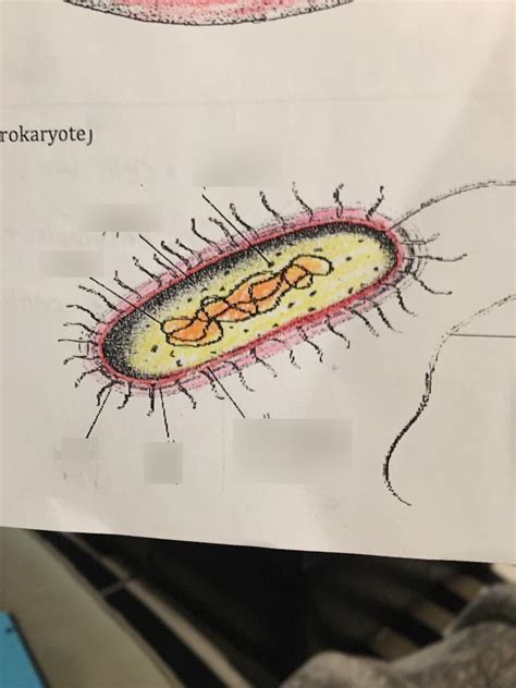Bacteria Cell Diagram Diagram Quizlet