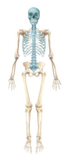 Bone Structures For Lab Practical Flashcards Quizlet