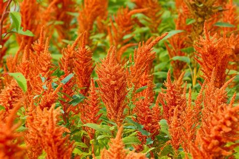 Amaranthus Flowers We Love Flower Style Magazine