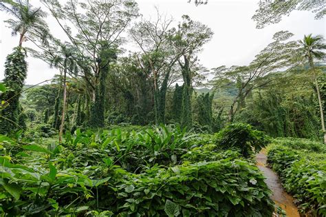 Manoa Falls Trail In Honolulu A Pleasant Rainforest Hike To Cascading