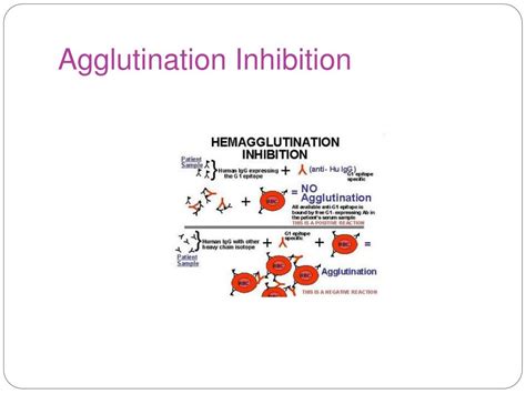 Ppt 2 Basic Immunologic Procedures Part 5 Agglutination Powerpoint Presentation Id 591951