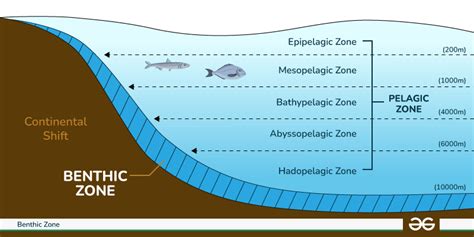 Benthic Zone Definition And Characteristics Geeksforgeeks