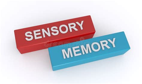 Sensory Memory Word Block On White Stock Illustration Illustration Of Output Cortex 383099151
